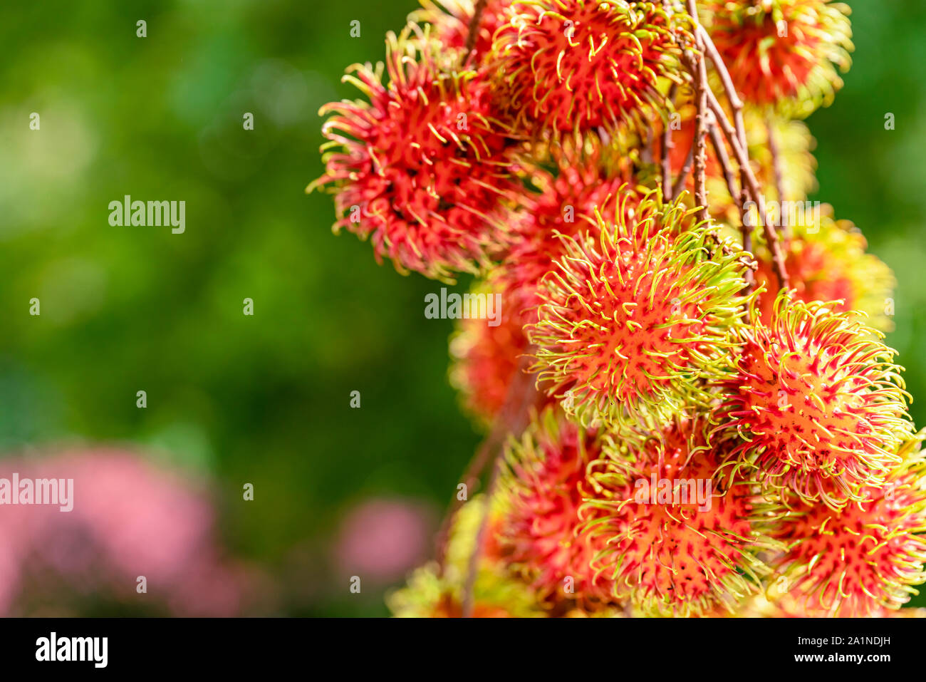 Rambutan ripe on the branches of rambutan trees Stock Photo - Alamy