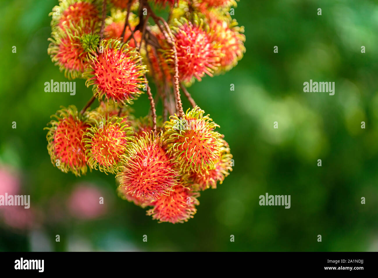 Rambutan ripe on the branches of rambutan trees Stock Photo - Alamy