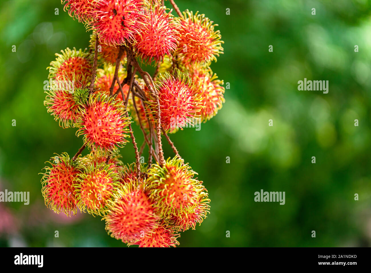 Rambutan ripe on the branches of rambutan trees Stock Photo - Alamy