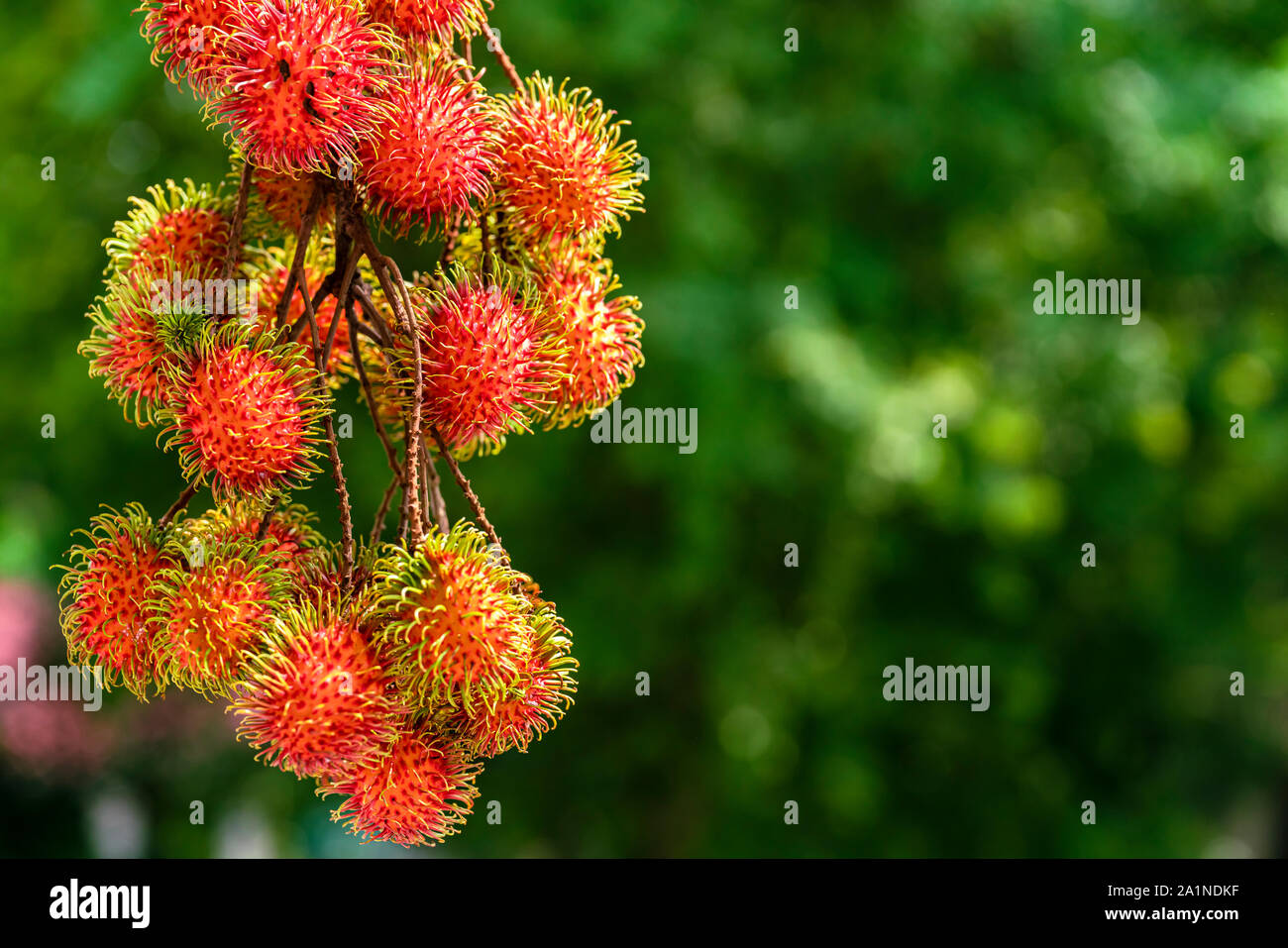 Rambutan ripe on the branches of rambutan trees Stock Photo - Alamy