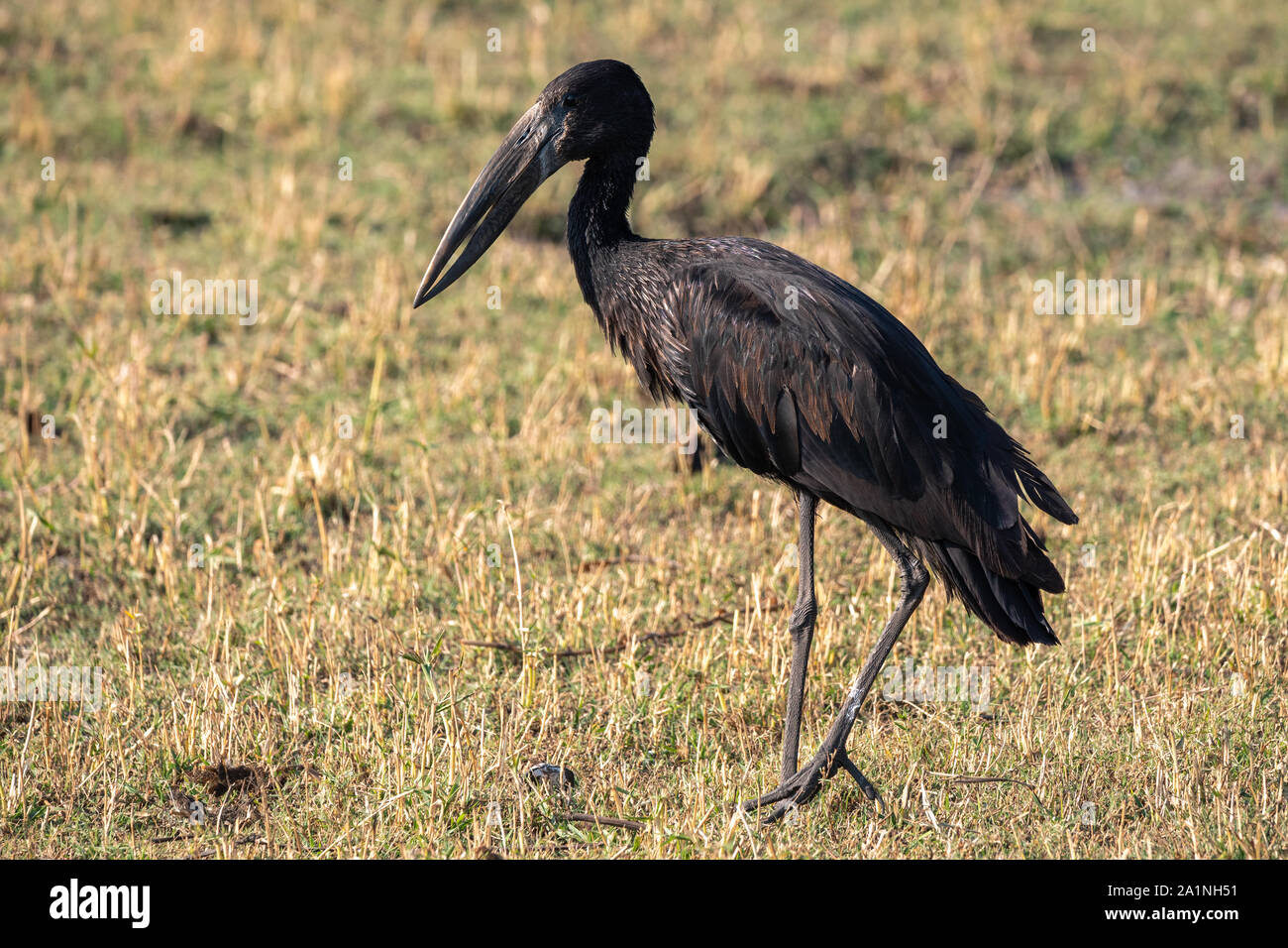 African open billed stork hi-res stock photography and images - Alamy