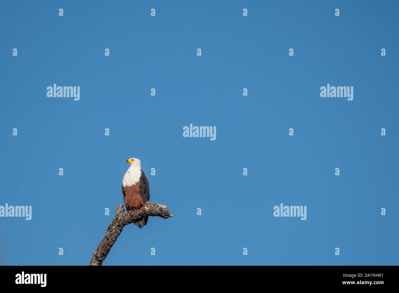 African Fish Eagle Sitting on Bare, Leafless, Dry Branch in the ...