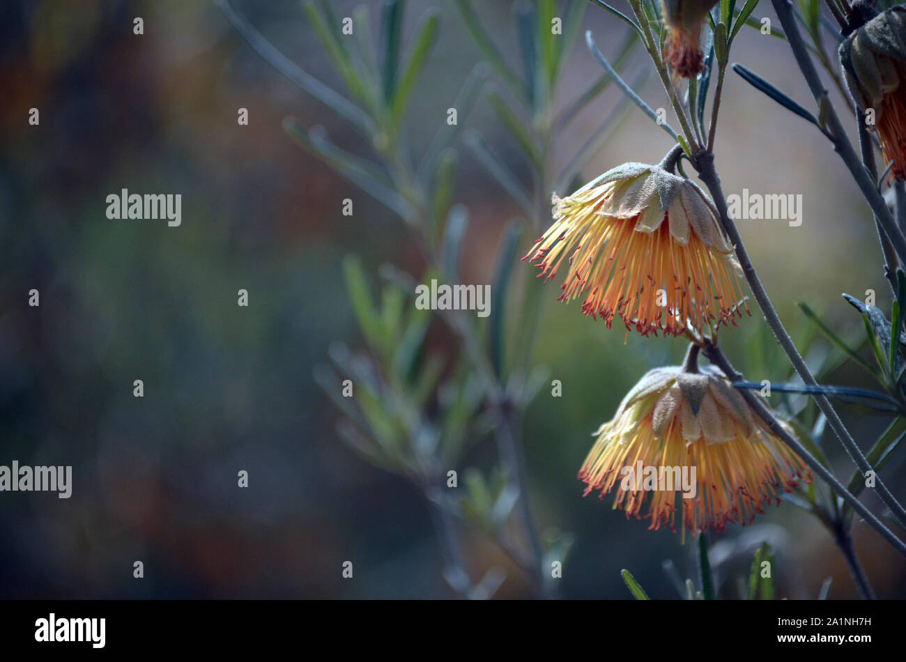 Australian native wildflower the Yanchep Rose, Diplolaena angustifolia ...