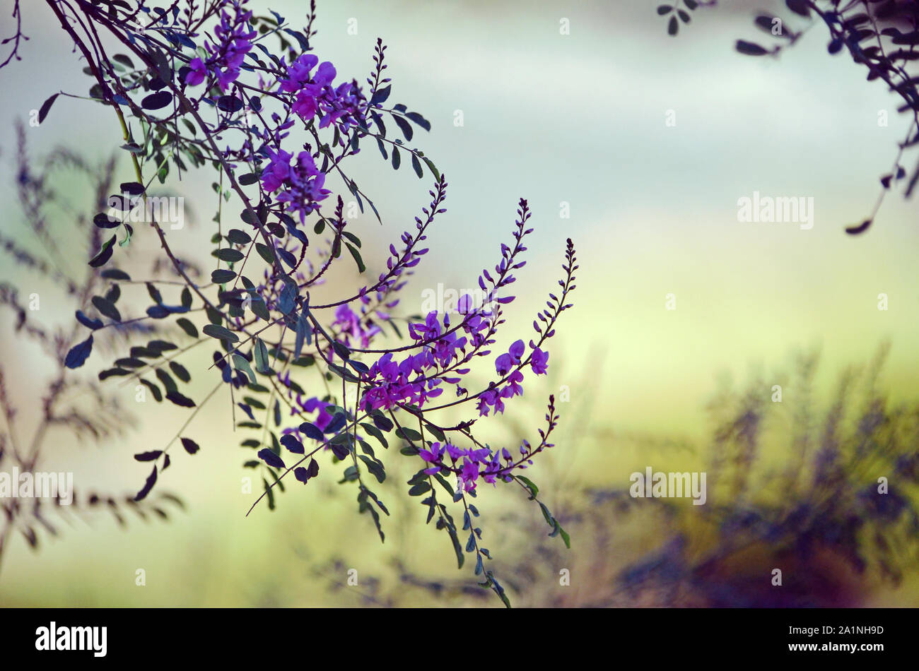 Pink purple Australian Indigo flowers, Indigofera australis, family ...