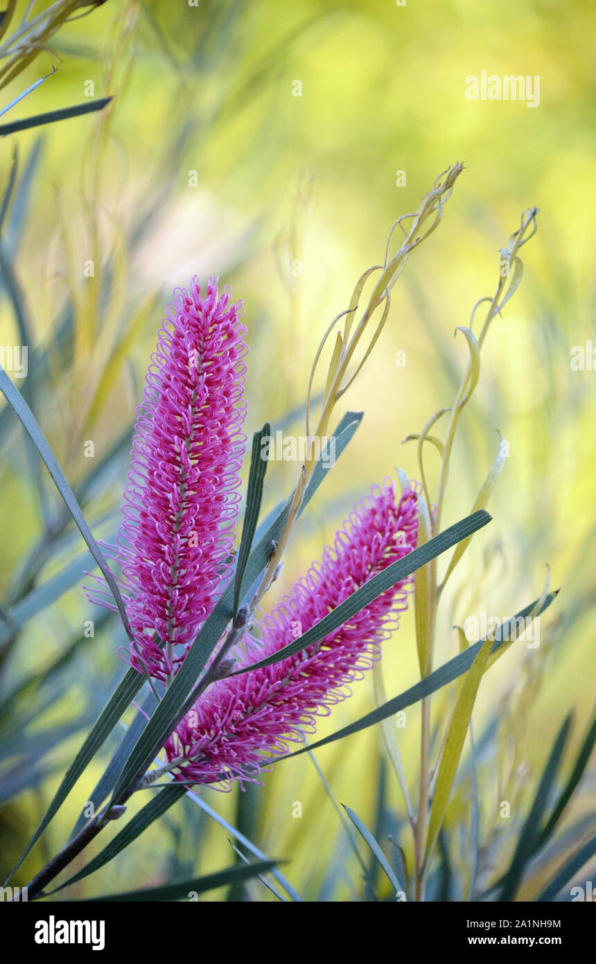 Pink flowers of the Mountain Hakea, Hakea grammatophylla, family ...