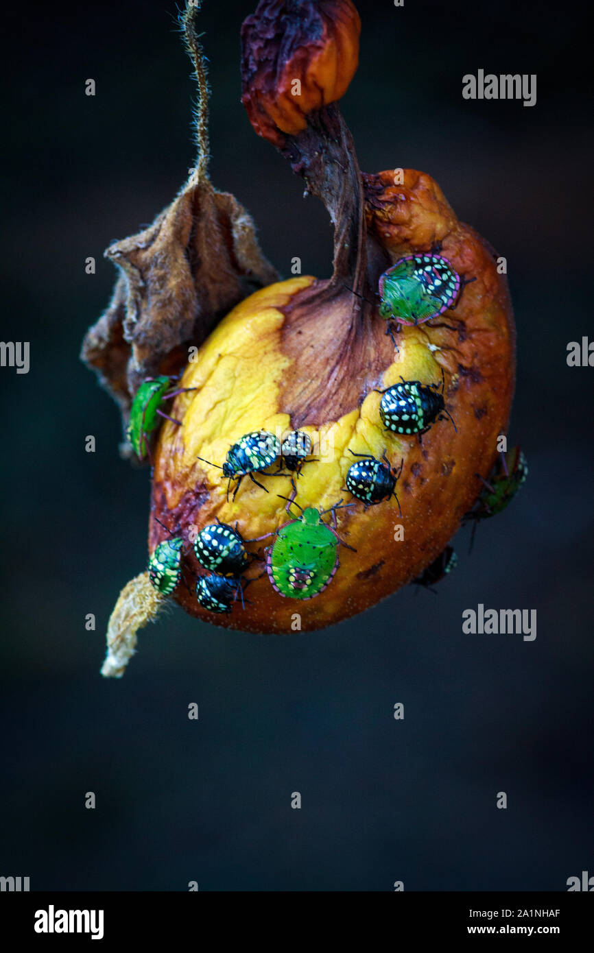 Nezara viridula Green beetle pest of gardens spoiling leaves and fruits ...