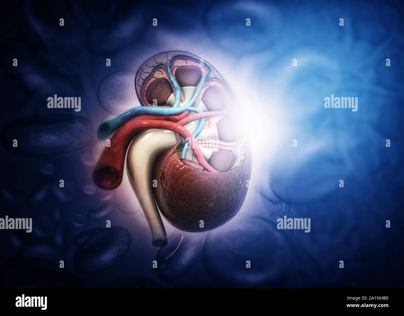 3d illustration of Abstract medical background with Human kidney ...