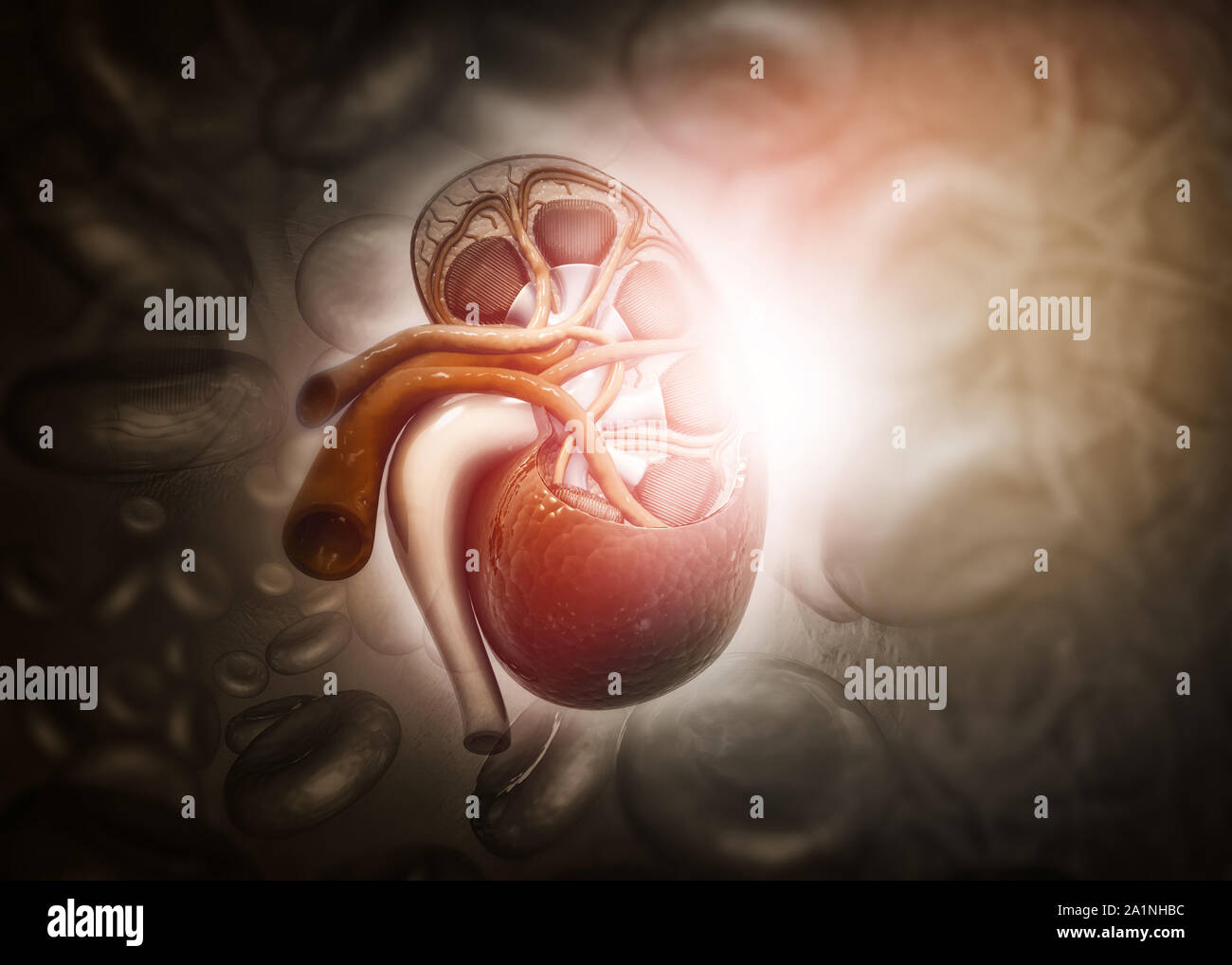 3d illustration of Abstract medical background with Human kidney ...