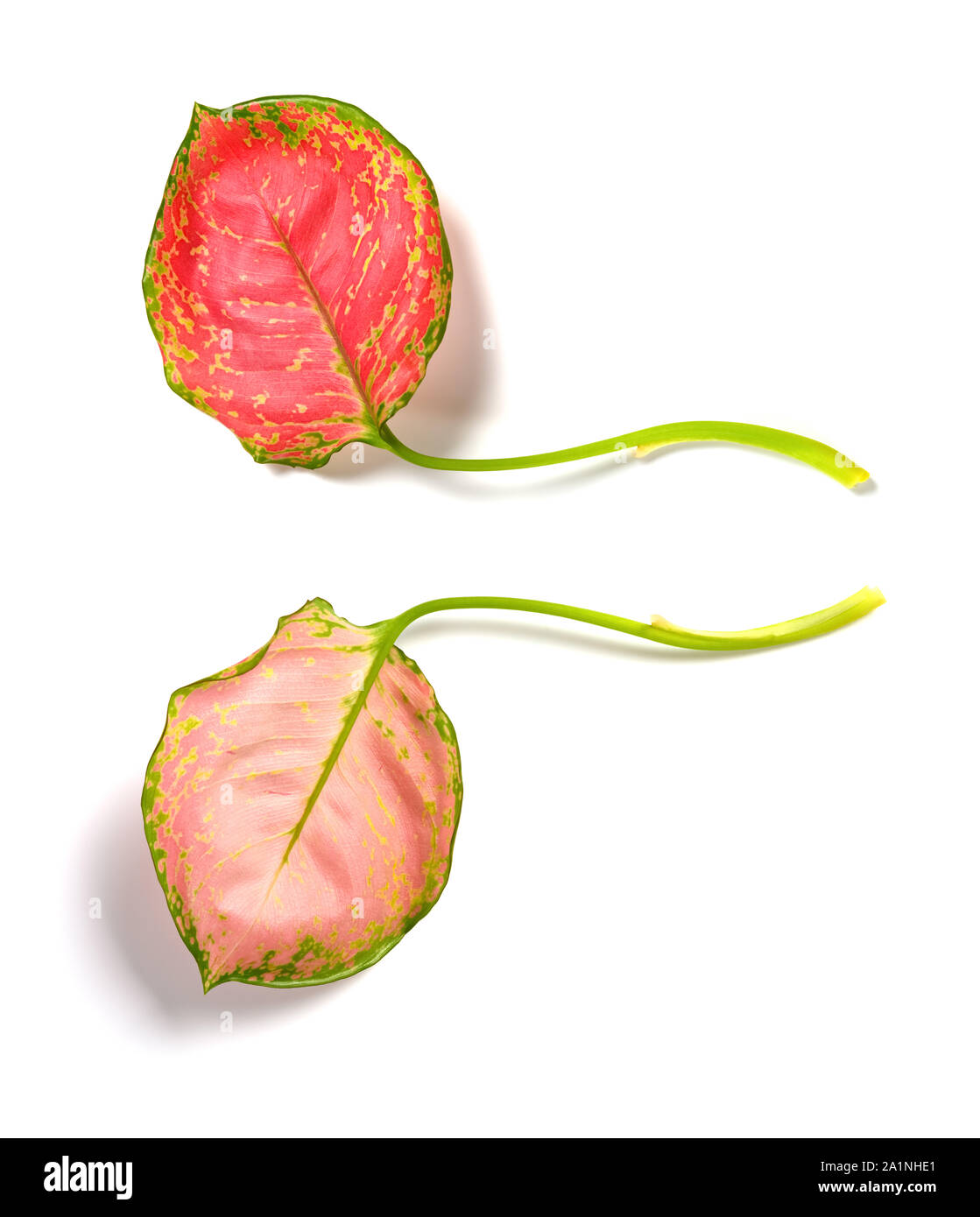 top and bottom of a red leaf on white background Stock Photo - Alamy