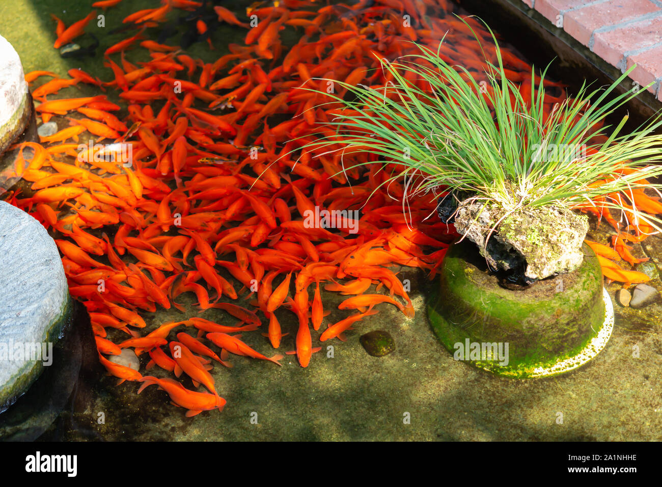 crowded red Koi carps in a pond Stock Photo - Alamy