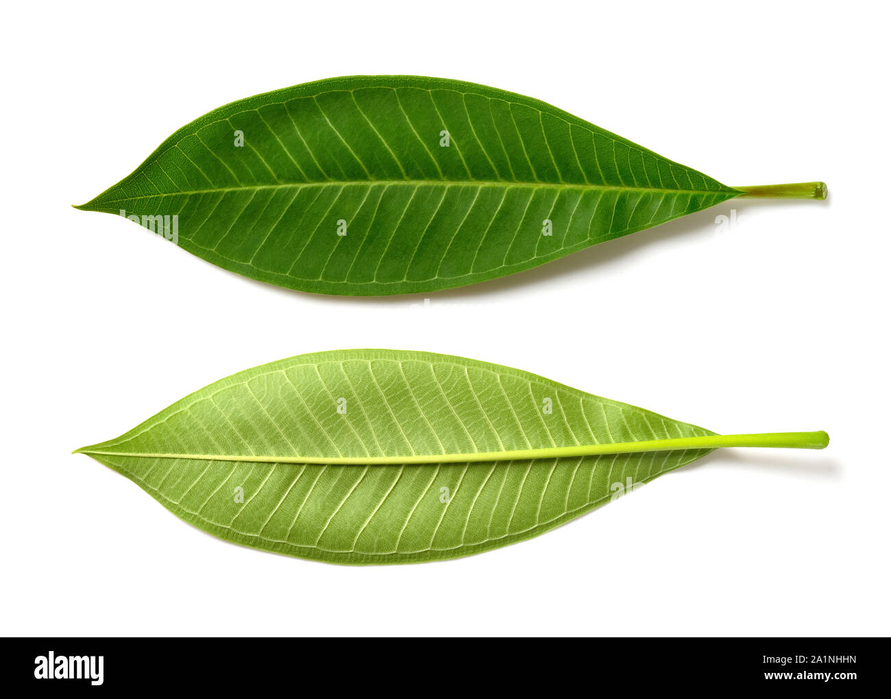 top and bottom of a fresh green leaf on white background Stock Photo ...