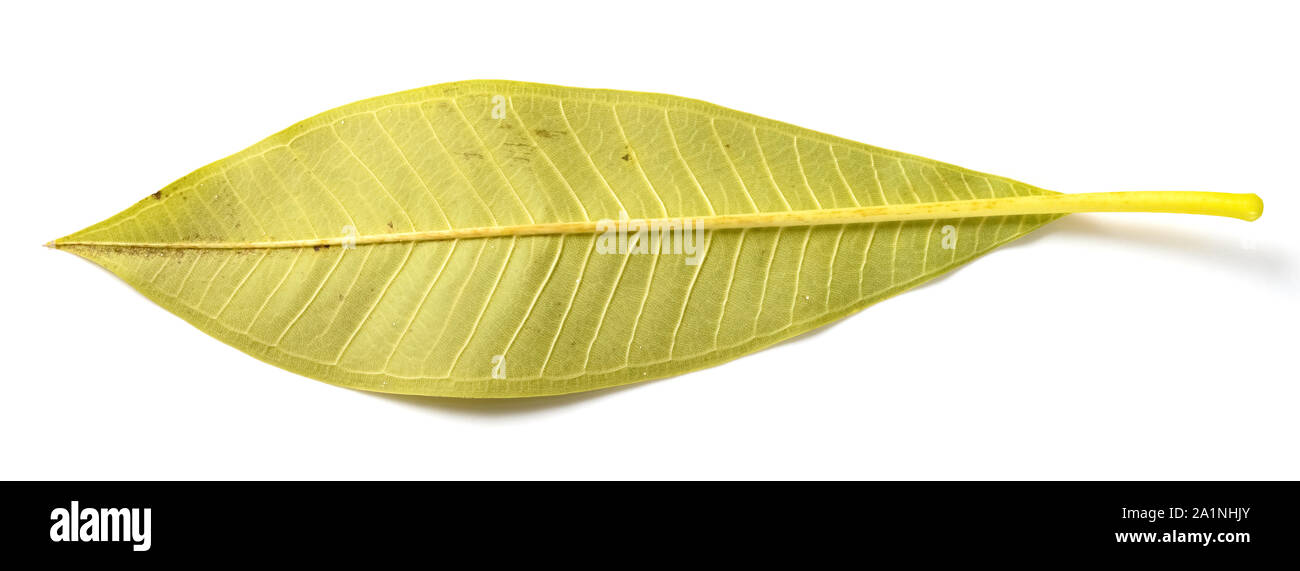 half faded leaf on a white background Stock Photo - Alamy
