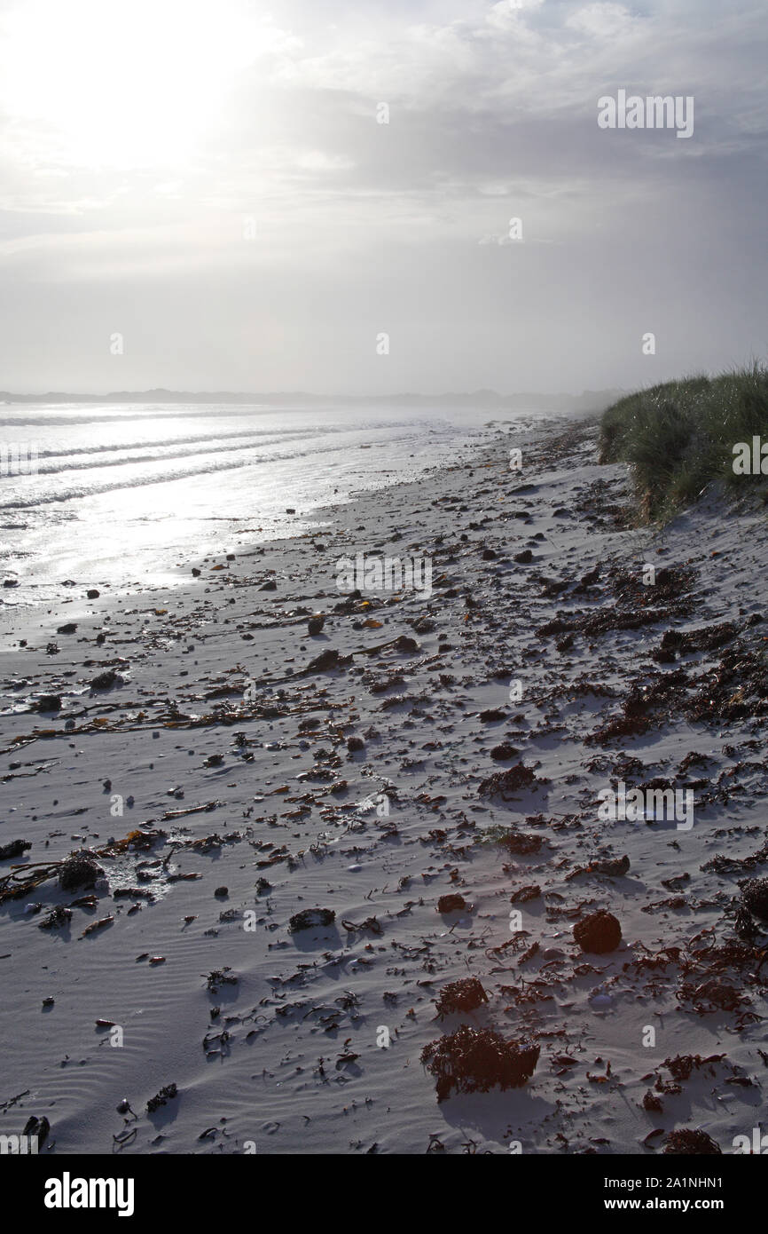 Elephant Beach Pebble Island Falkland Islands Stock Photo - Alamy