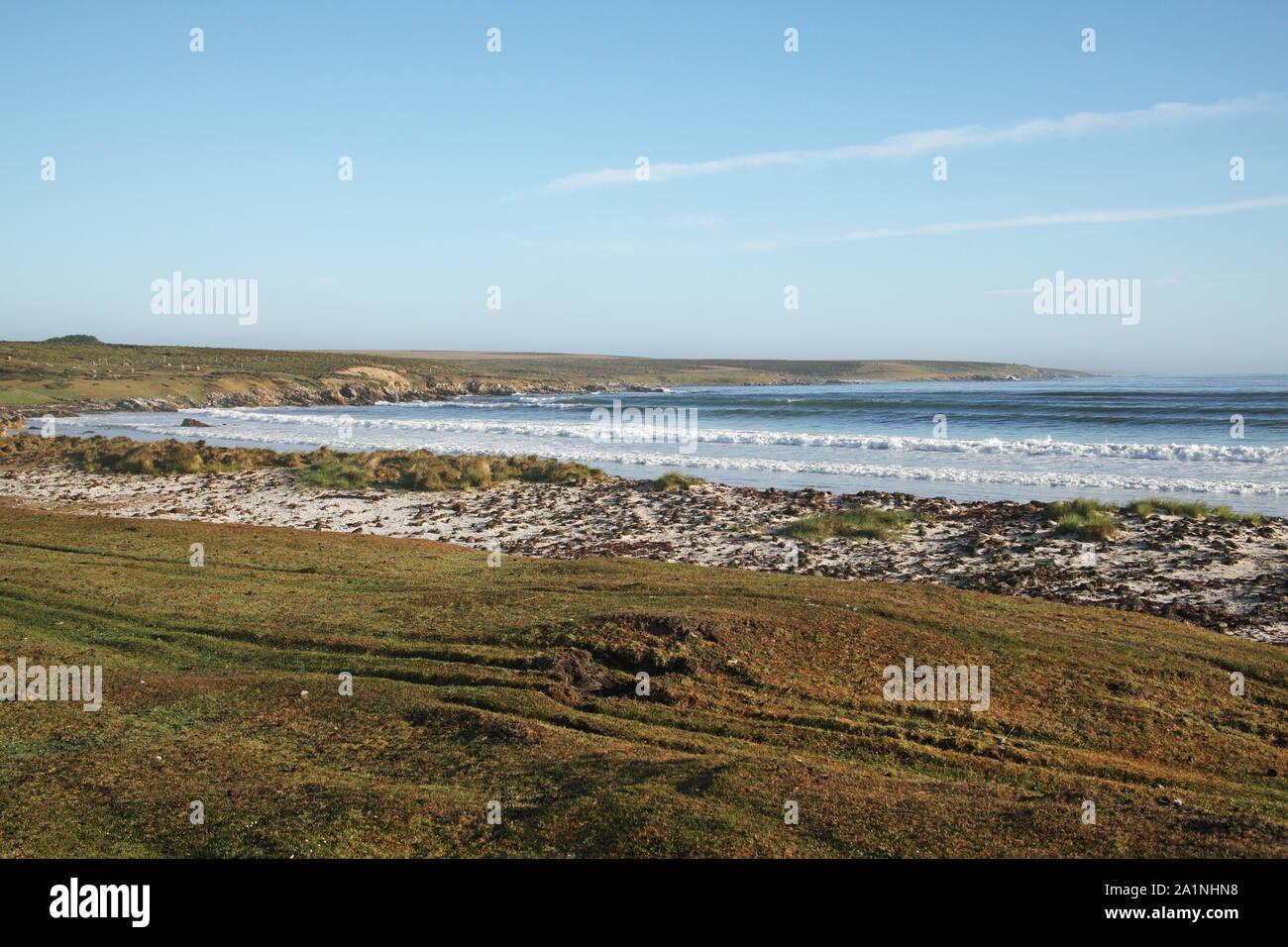 Elephant beach Pebble Island Falkland Islands Stock Photo - Alamy