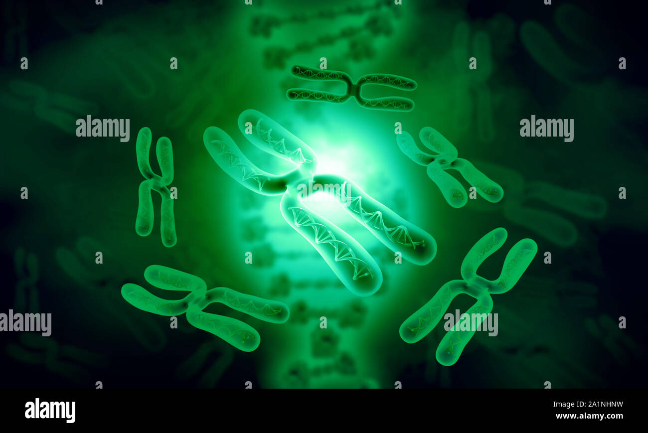 Human chromosome diagram hi-res stock photography and images - Alamy