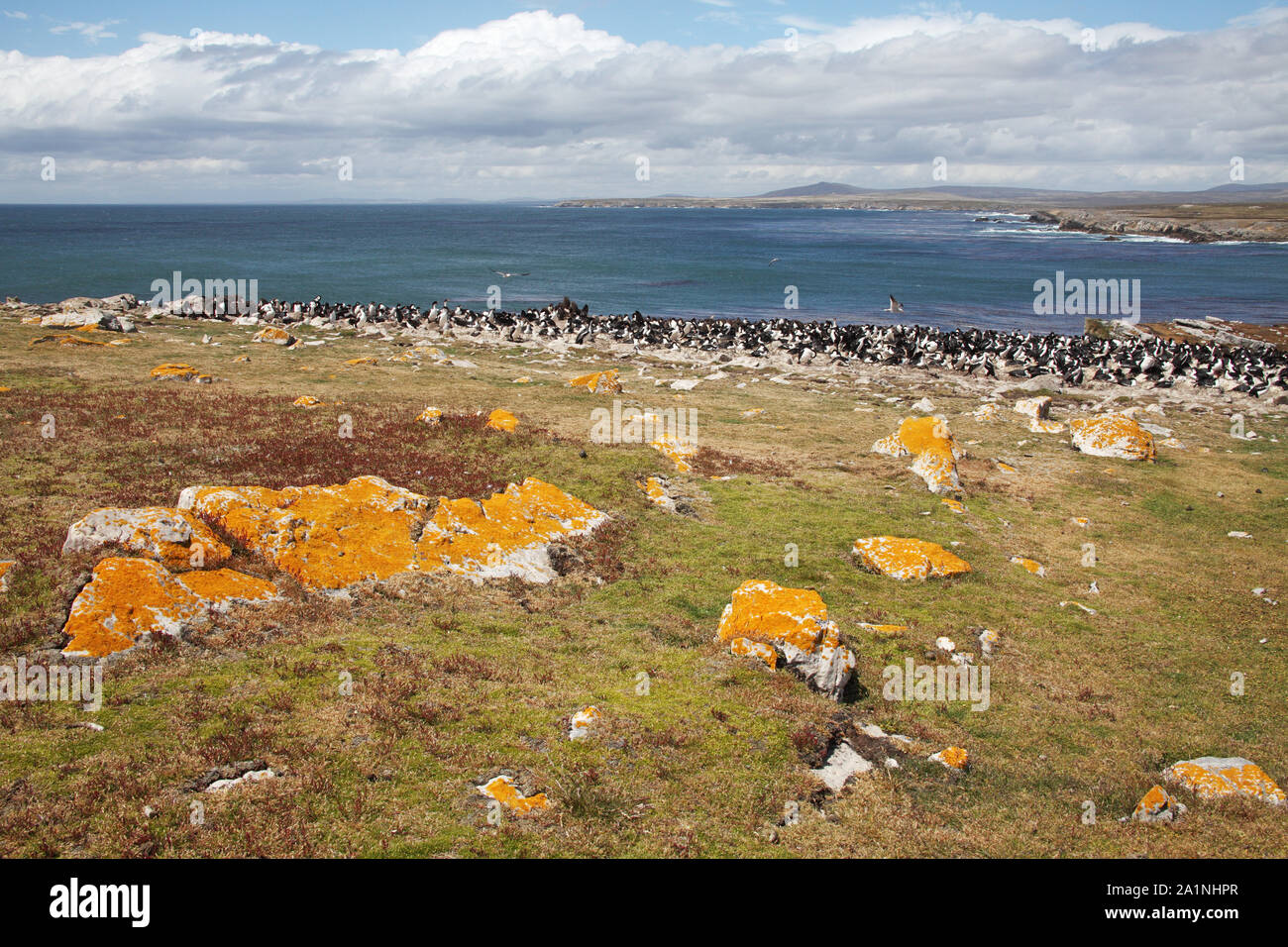 Imperial shag Leucocarbo atriceps and Rockhopper penguin Eudyptes ...
