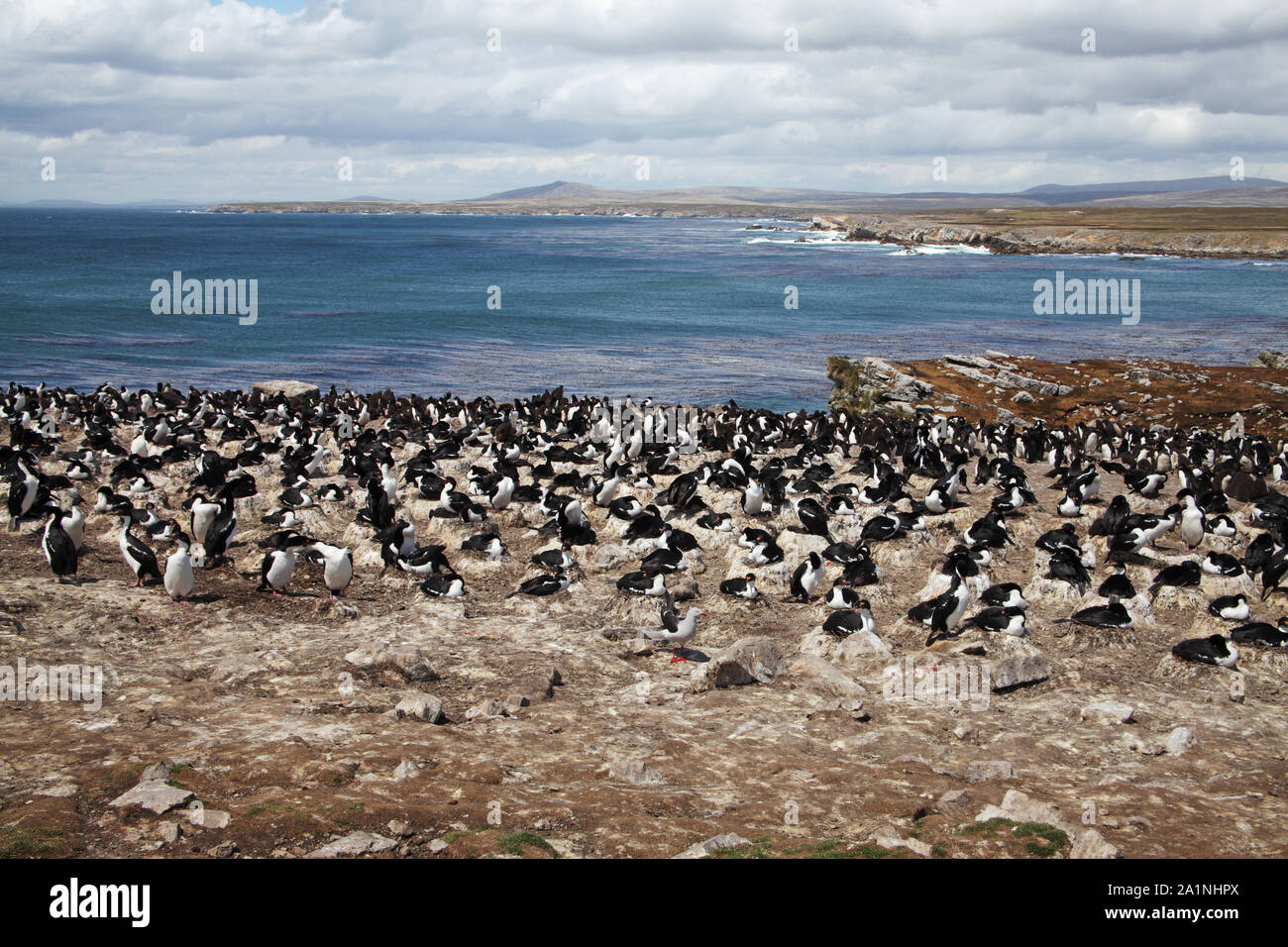 Imperial shag Leucocarbo atriceps and Rockhopper penguin Eudyptes ...