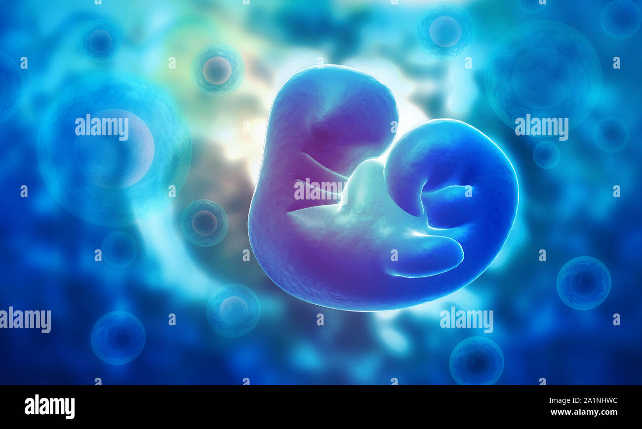 Anatomy of fetus with medical background. 3d render Stock Photo - Alamy