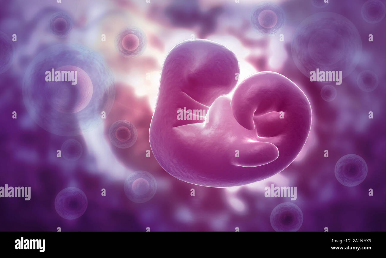 Anatomy of fetus with medical background. 3d render Stock Photo - Alamy