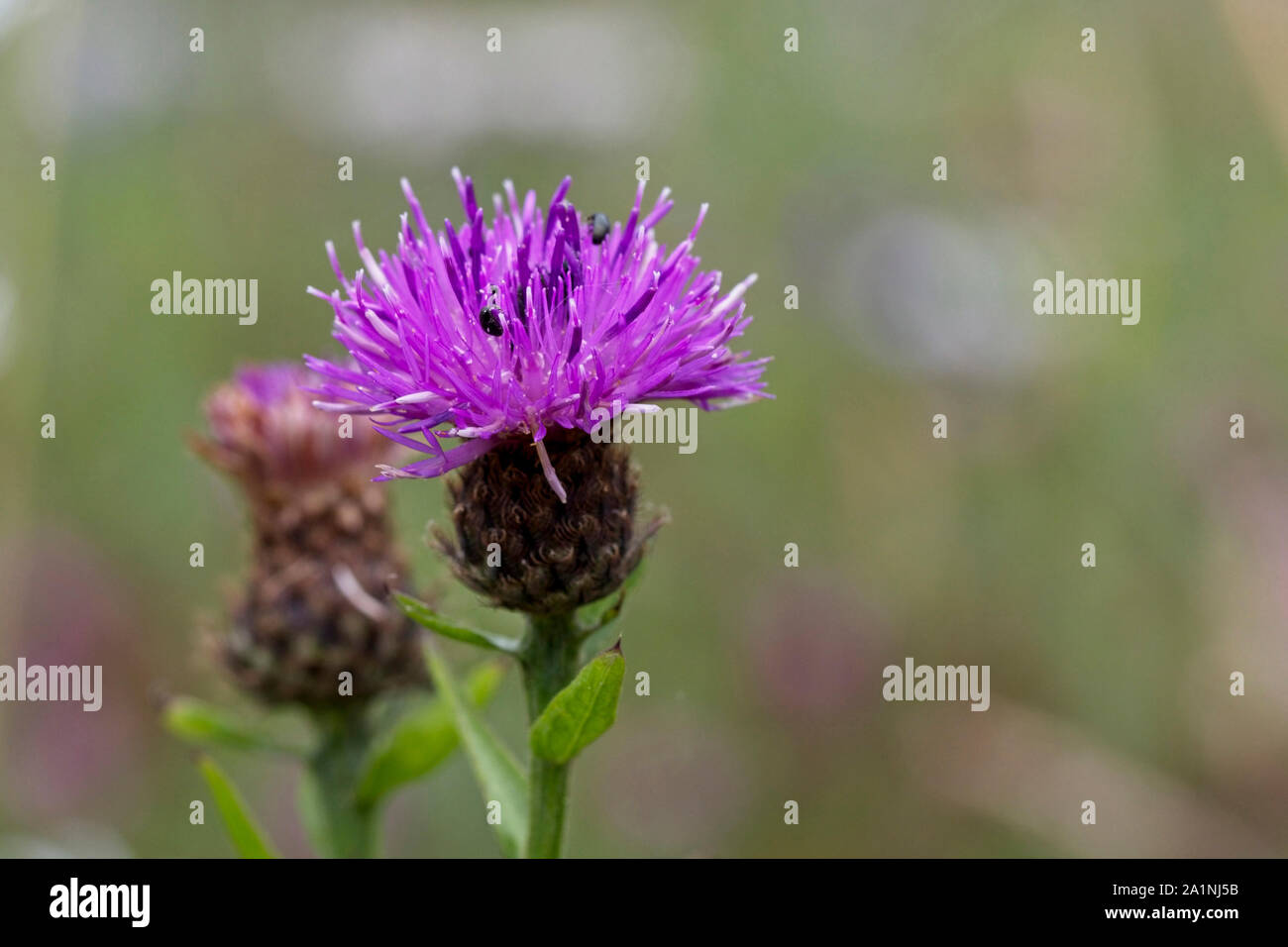 Common Knapweed or Hardhead (Centaurea nigra) flowerhead, Rutland Water ...