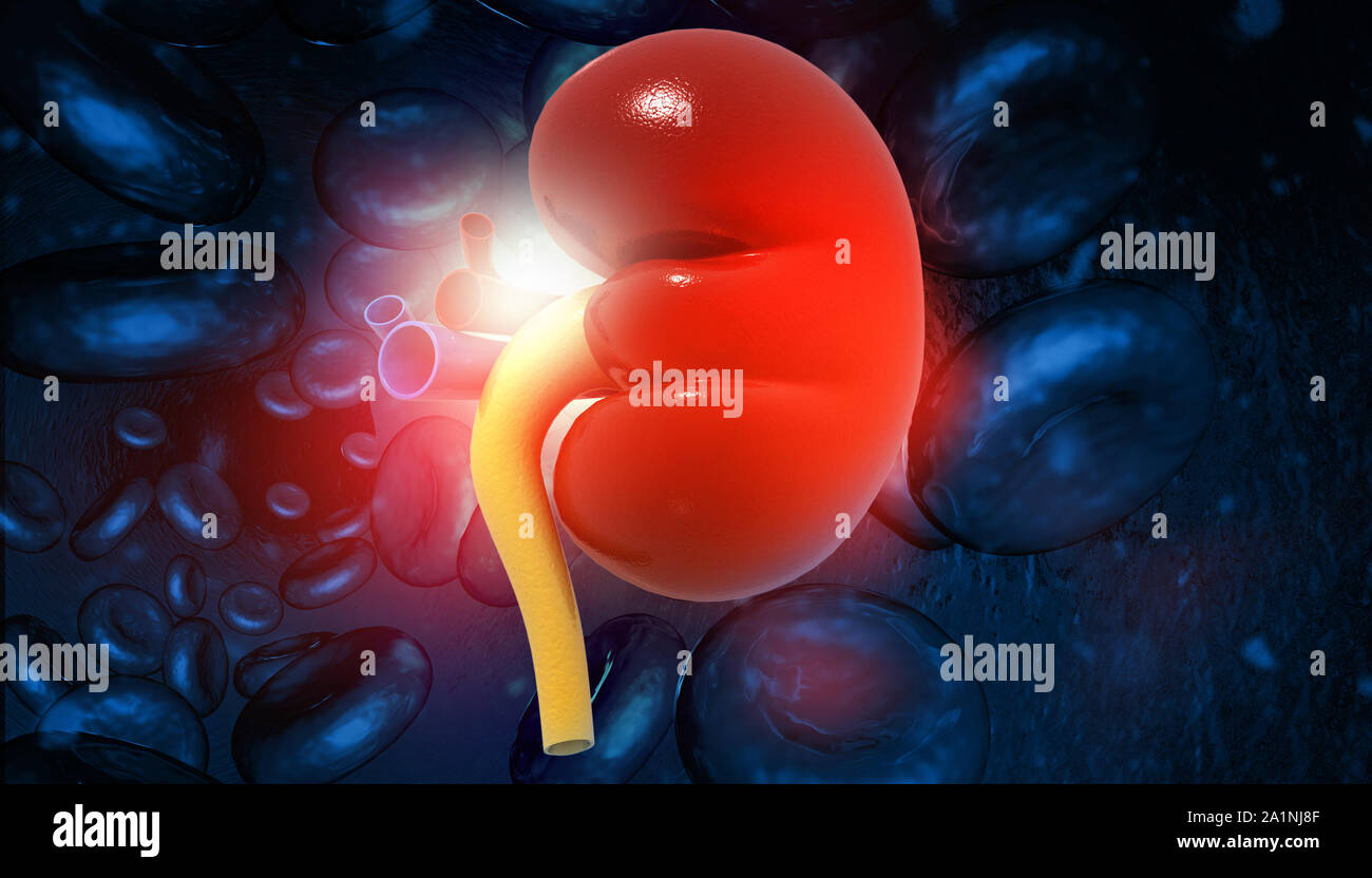 3d illustration of Abstract medical background with Human kidney ...