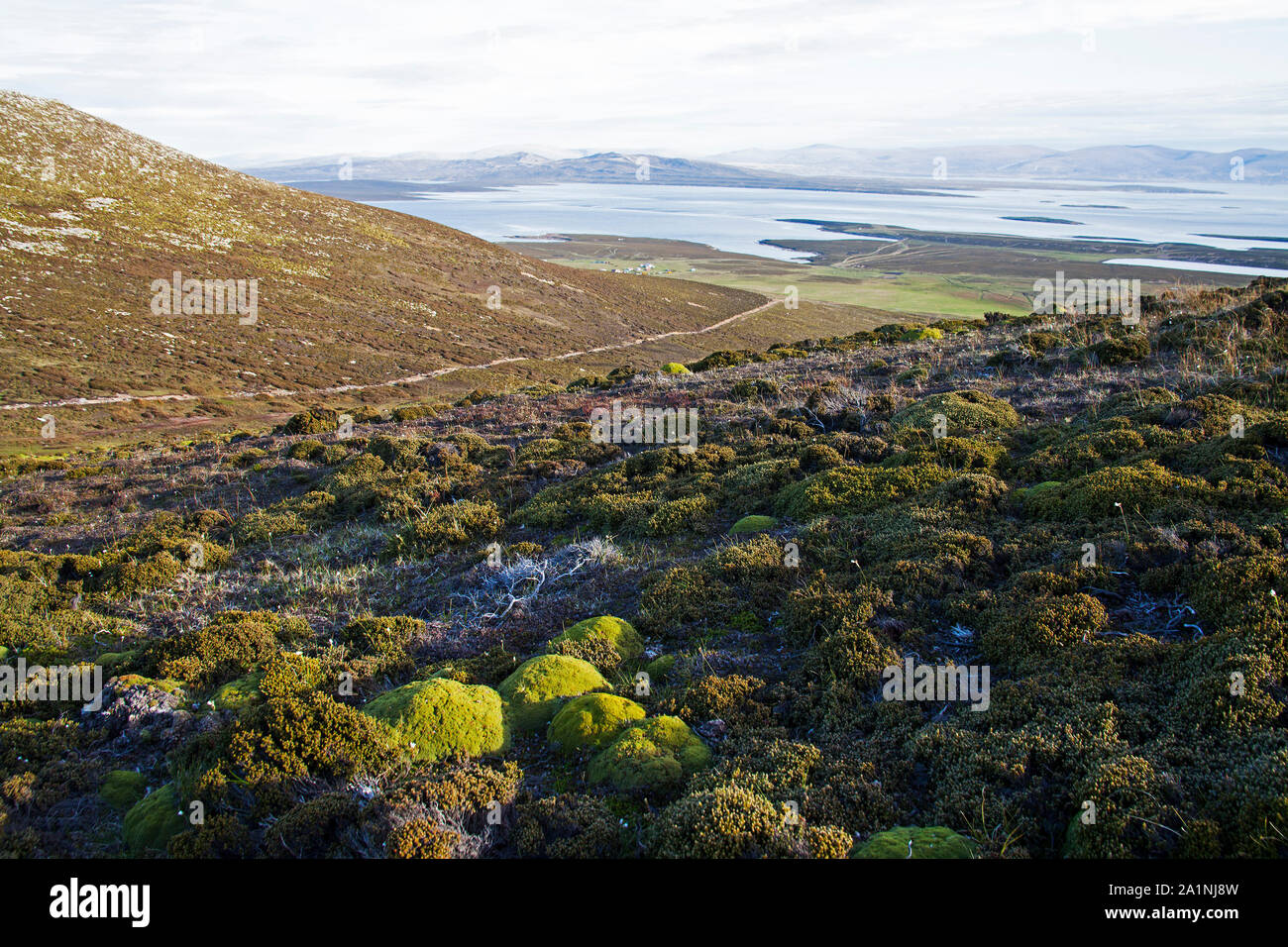 Bolax hi-res stock photography and images - Alamy