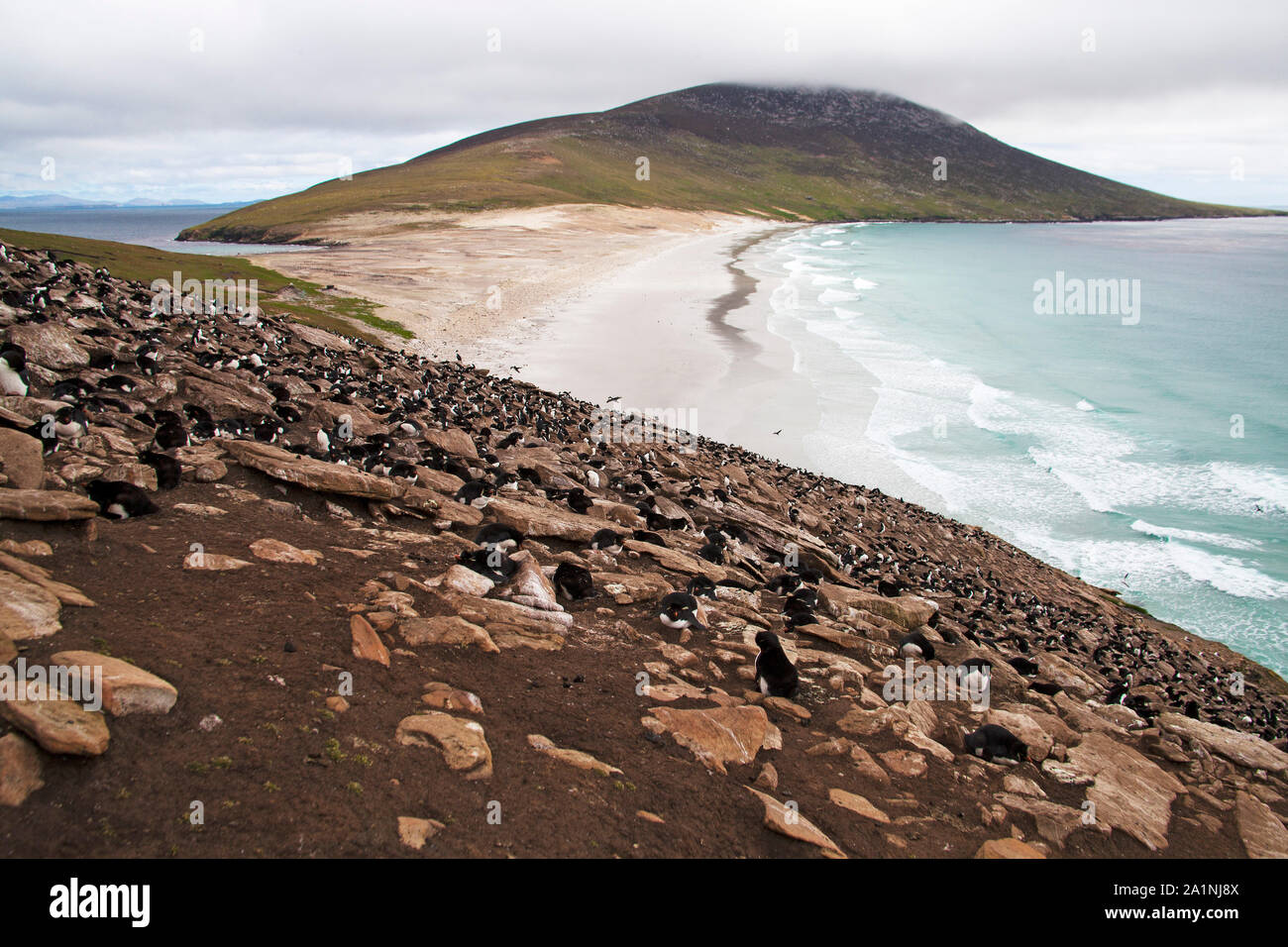 Rockhopper penguin Eudyptes chrysocome and Imperial shag Phalacrocorax ...