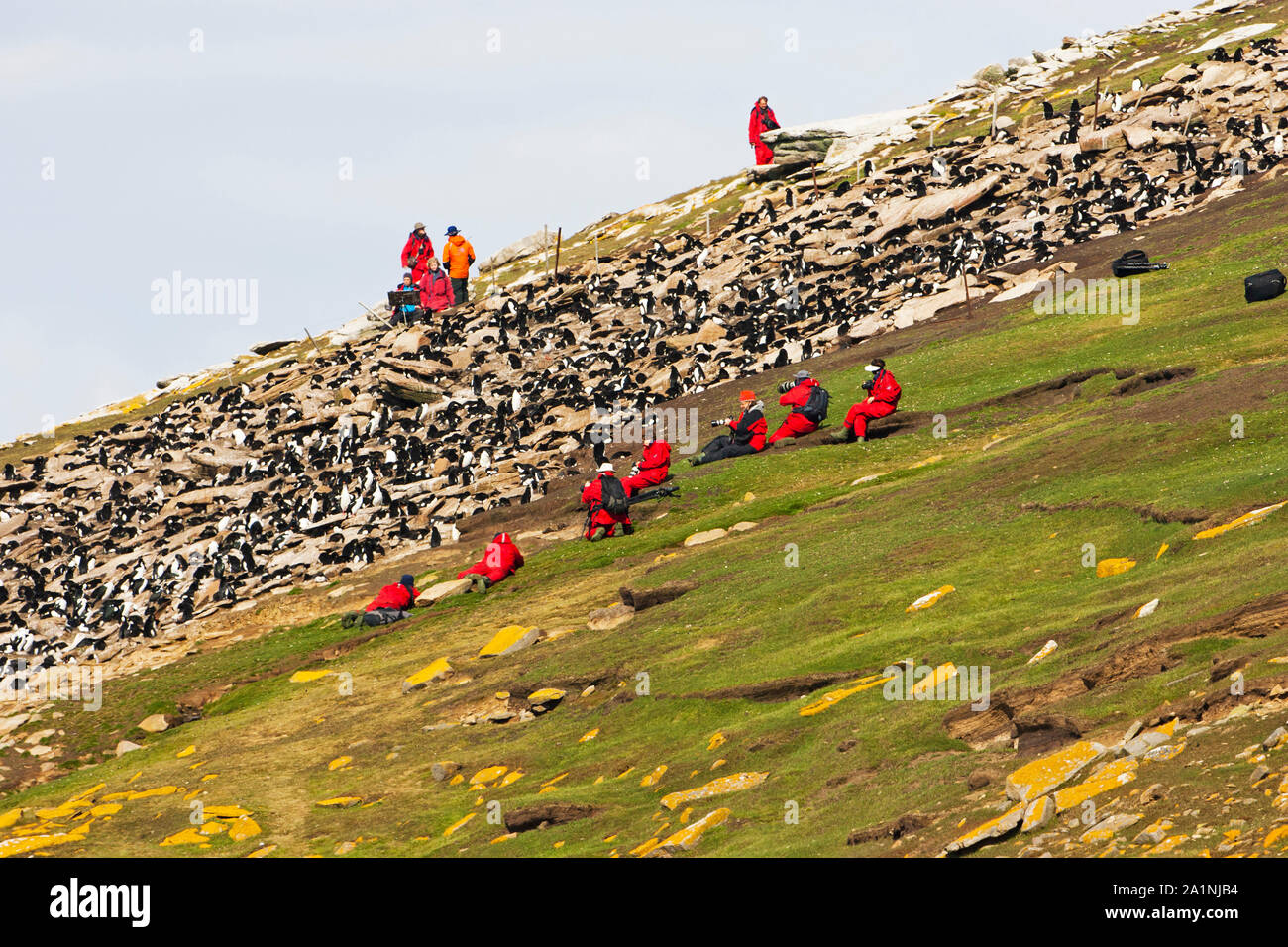 Shag colonies hi-res stock photography and images - Alamy