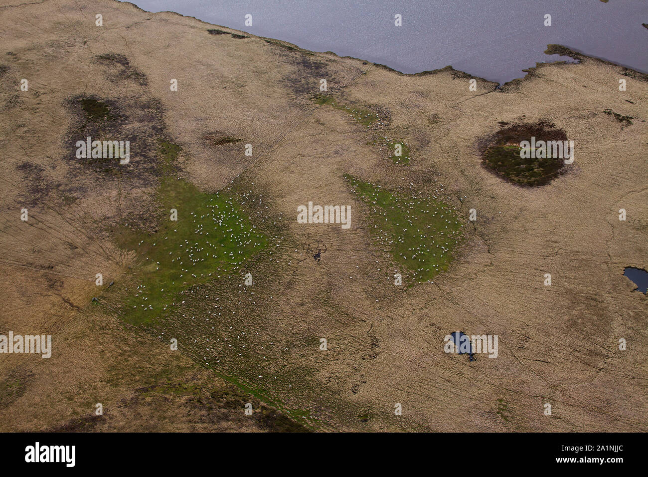 Aerial view of sheep grazing the grassland area of the Lafonia Region ...