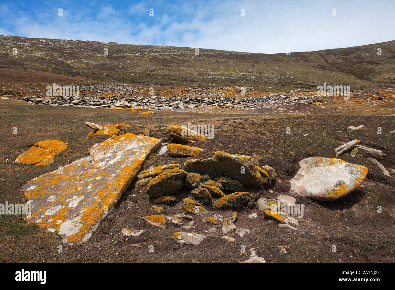 Lichen covered rocks with Rockhopper penguin Eudyptes chrysocome and ...