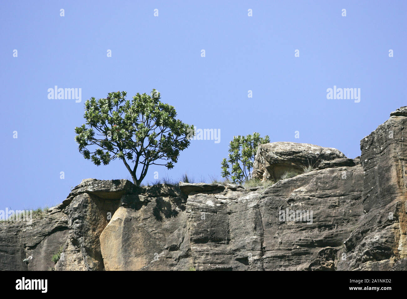 Roupelliae hi-res stock photography and images - Alamy