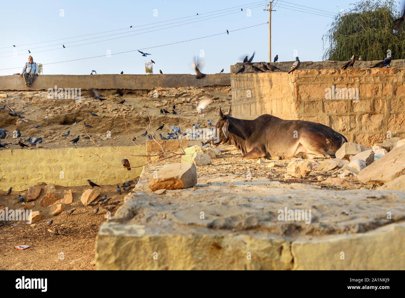 Rajasthan cow hi-res stock photography and images - Alamy