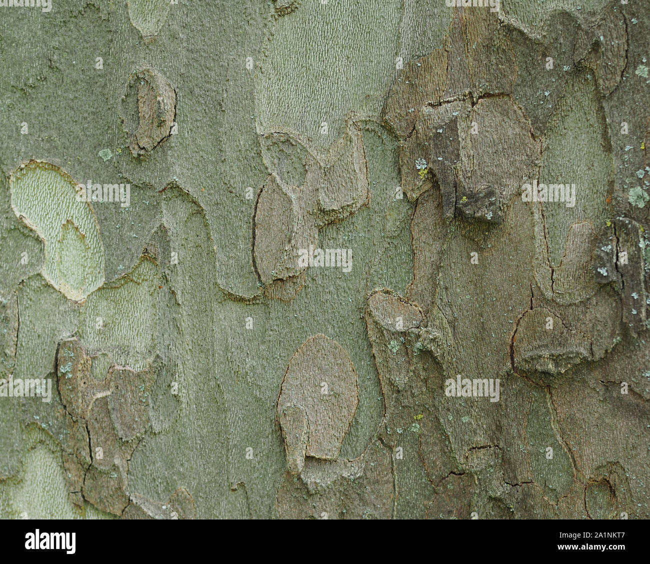 bark of a platane tree Stock Photo - Alamy