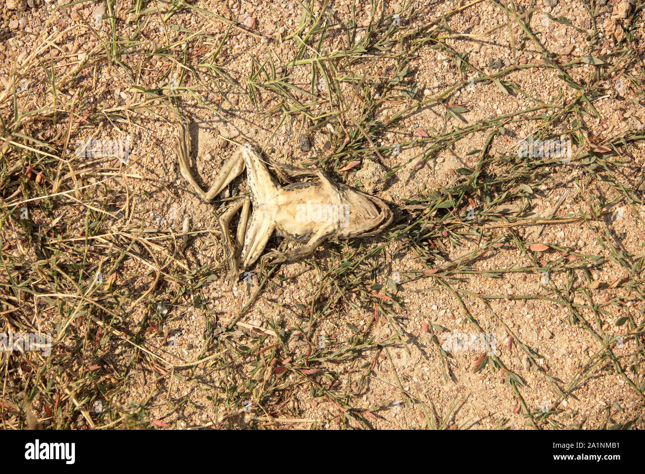 mummified dead frog on the road Stock Photo - Alamy