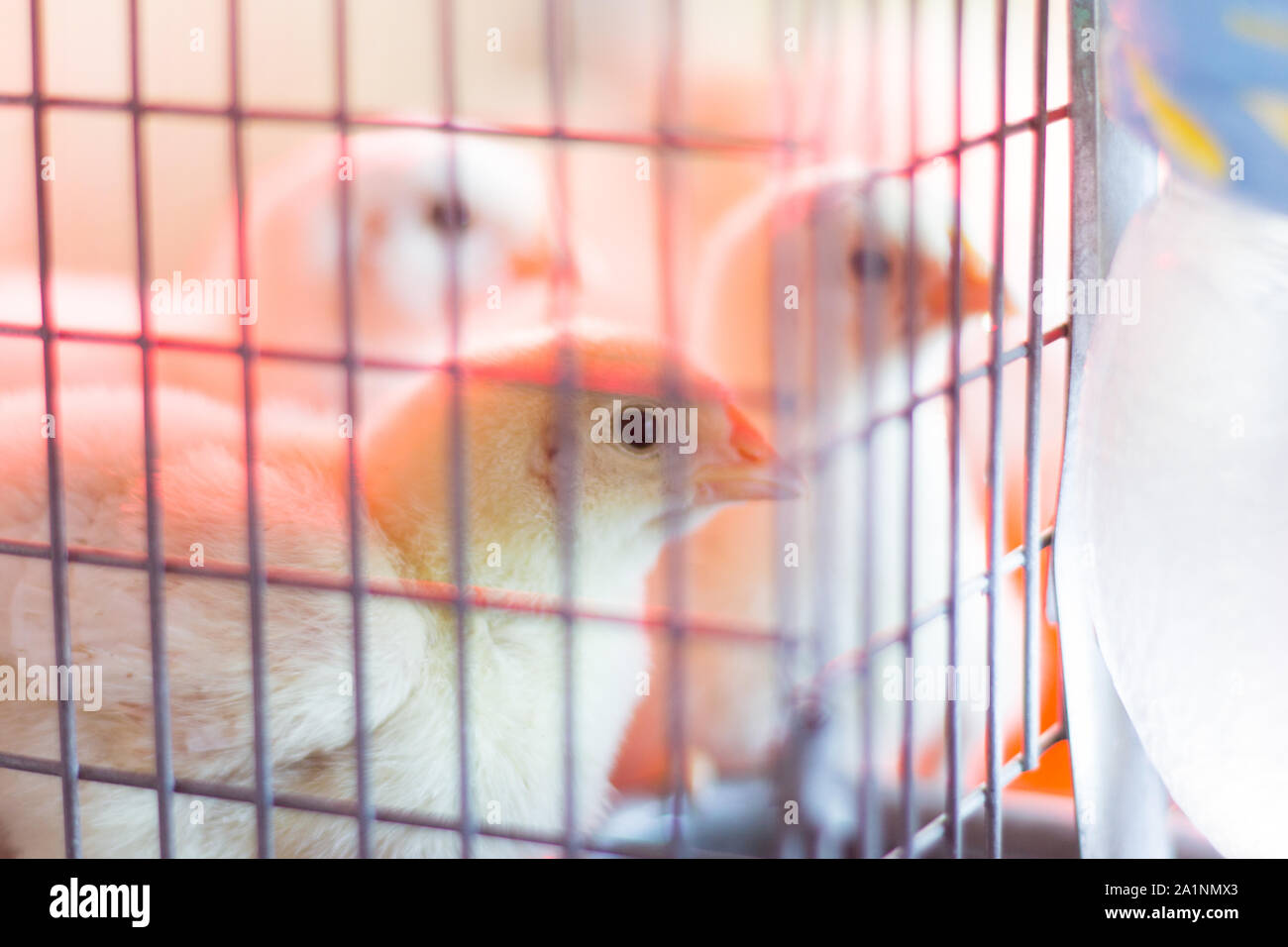 Small Broiler at Hunter Prevost blog