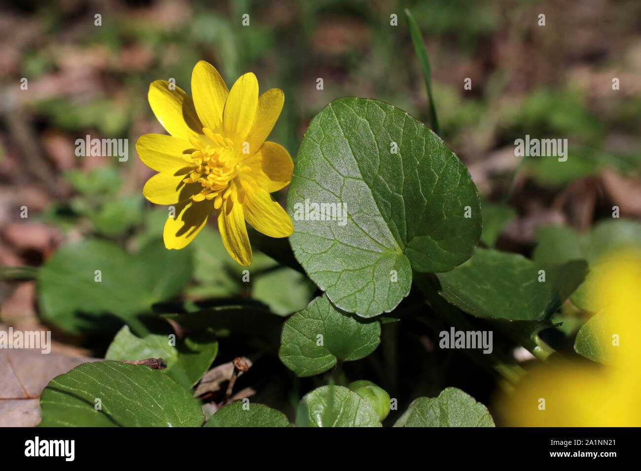 Ficaria verna hi-res stock photography and images - Alamy