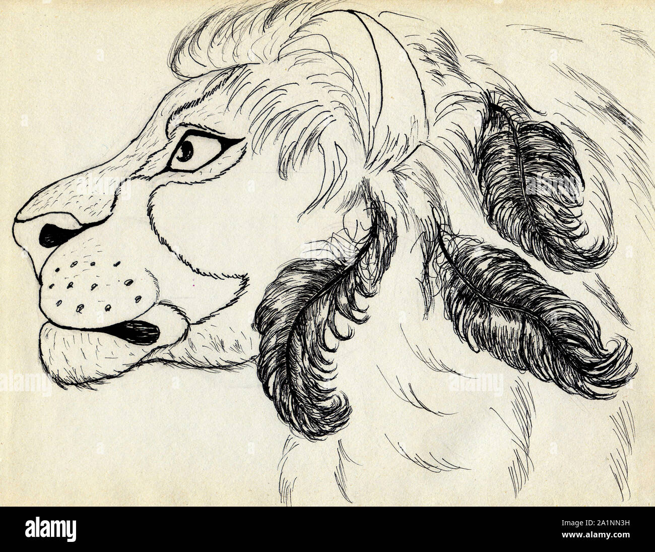 Stylized hand drawing sketch of male lion head Stock Photo - Alamy