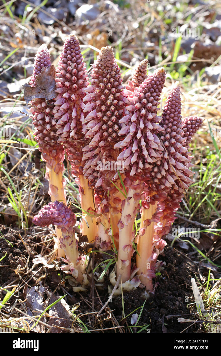 Lathraea rhodopea hi-res stock photography and images - Alamy