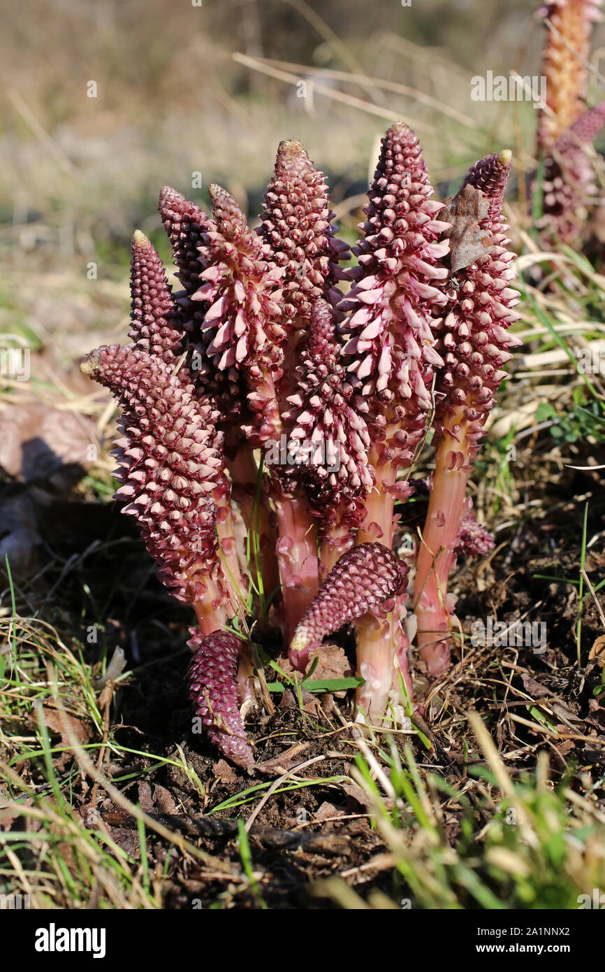 Lathraea rhodopea hi-res stock photography and images - Alamy