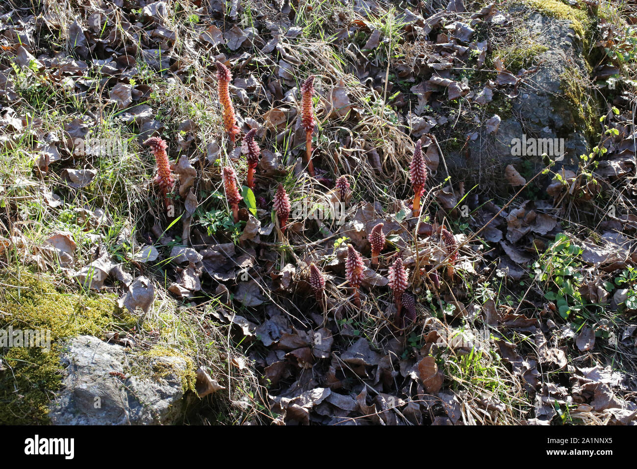 Lathraea rhodopea hi-res stock photography and images - Alamy