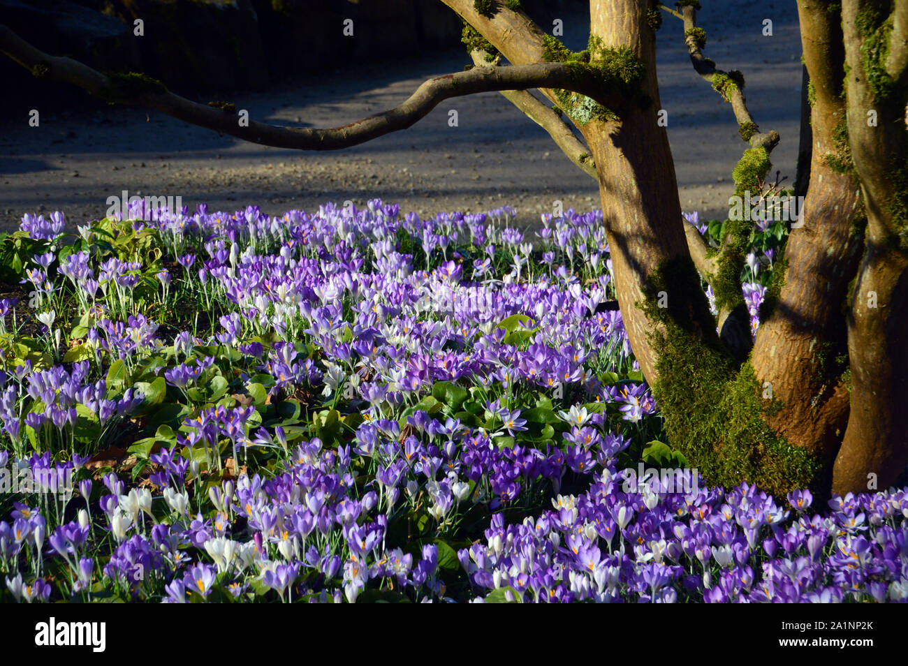 Carpet of Blue/Purple/White Crocuses Growing around a Tree in a Border ...