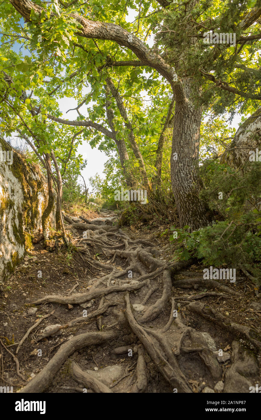 The roots of a tree that appeared on the ground in the forest Stock ...
