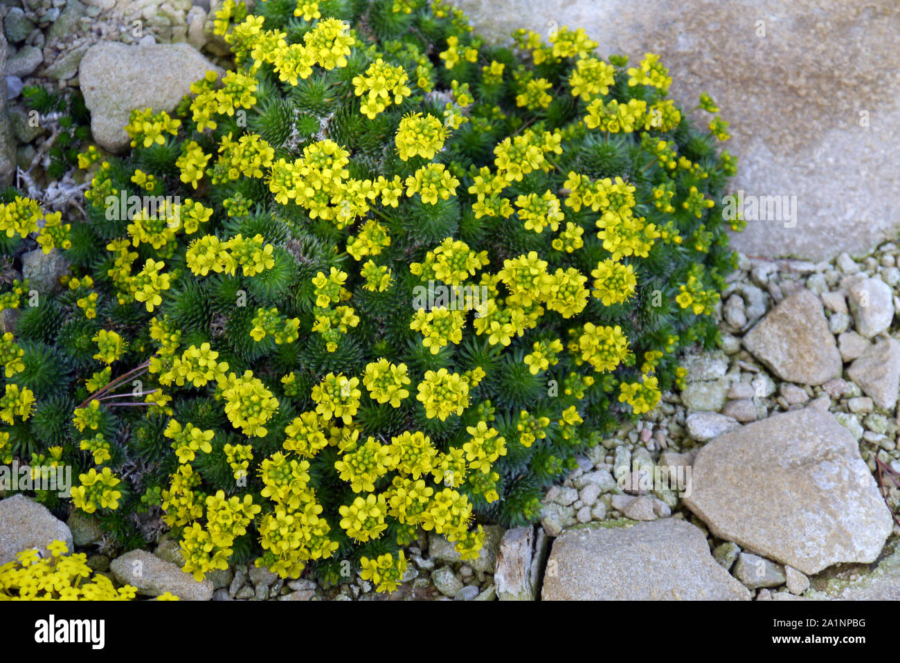 A Clump Draba aizoides 'Yellow Alpine Whitlow-grass' Flowers grown in ...