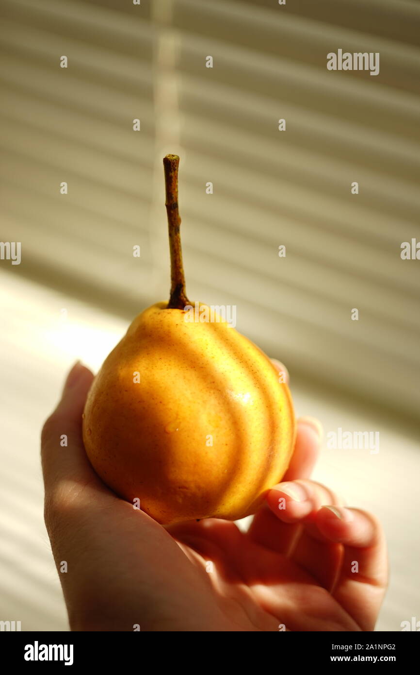 yellow ripe pear in female hand Stock Photo - Alamy