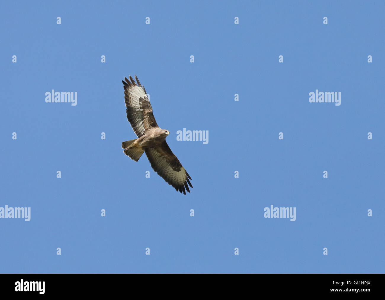 Common buzzard, Buteo buteo, soaring above,under blue sky Stock Photo ...