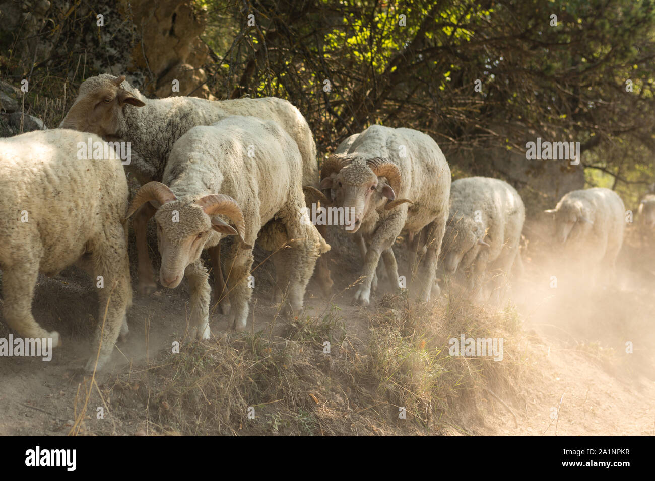 Sheep face. Breeding animals, a herd of sheep go to pasture Stock Photo ...