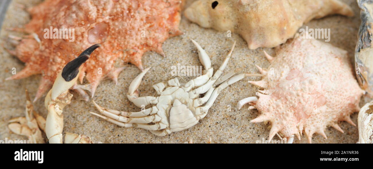 different shells from the Caribbean Stock Photo - Alamy