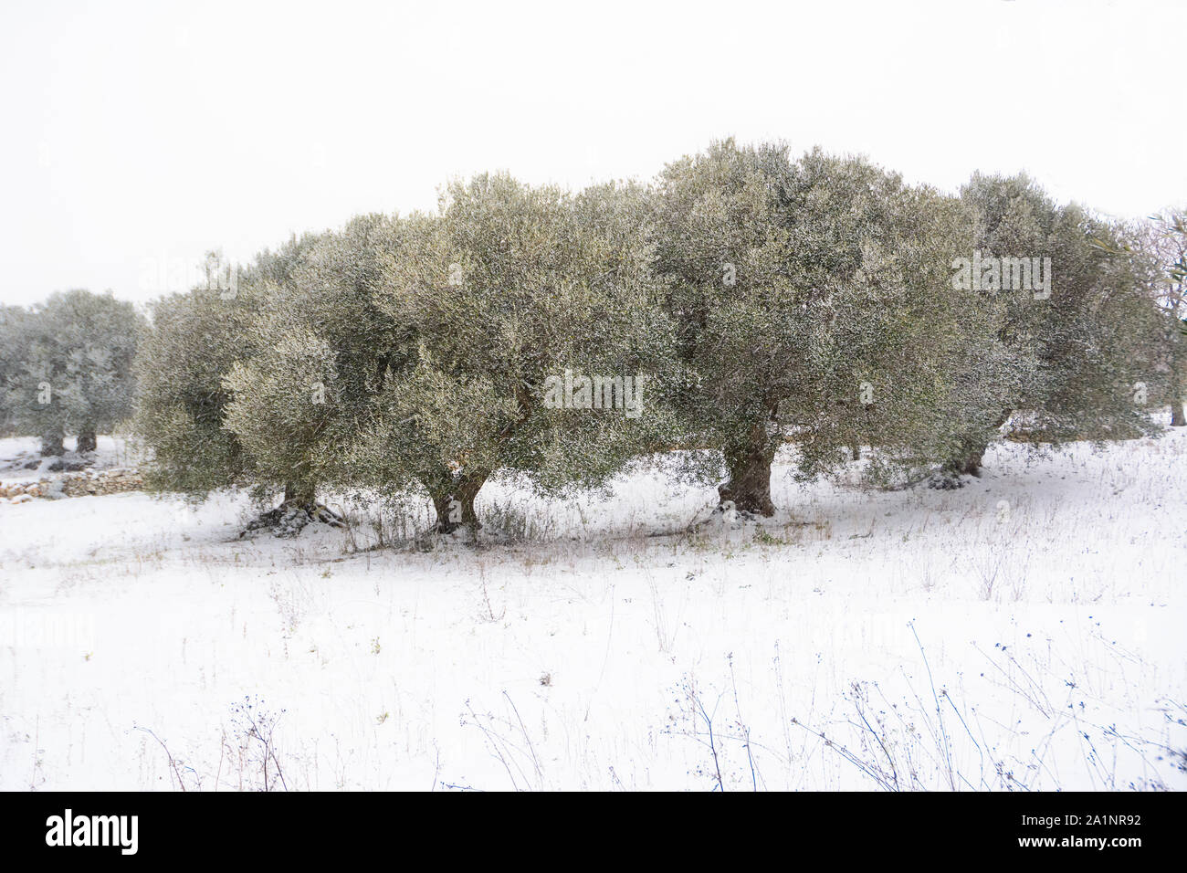 Olive trees in winter hi-res stock photography and images - Alamy