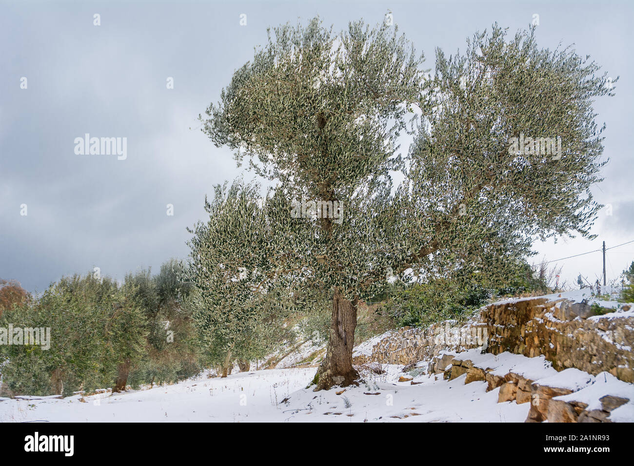 Olive trees in winter hi-res stock photography and images - Alamy