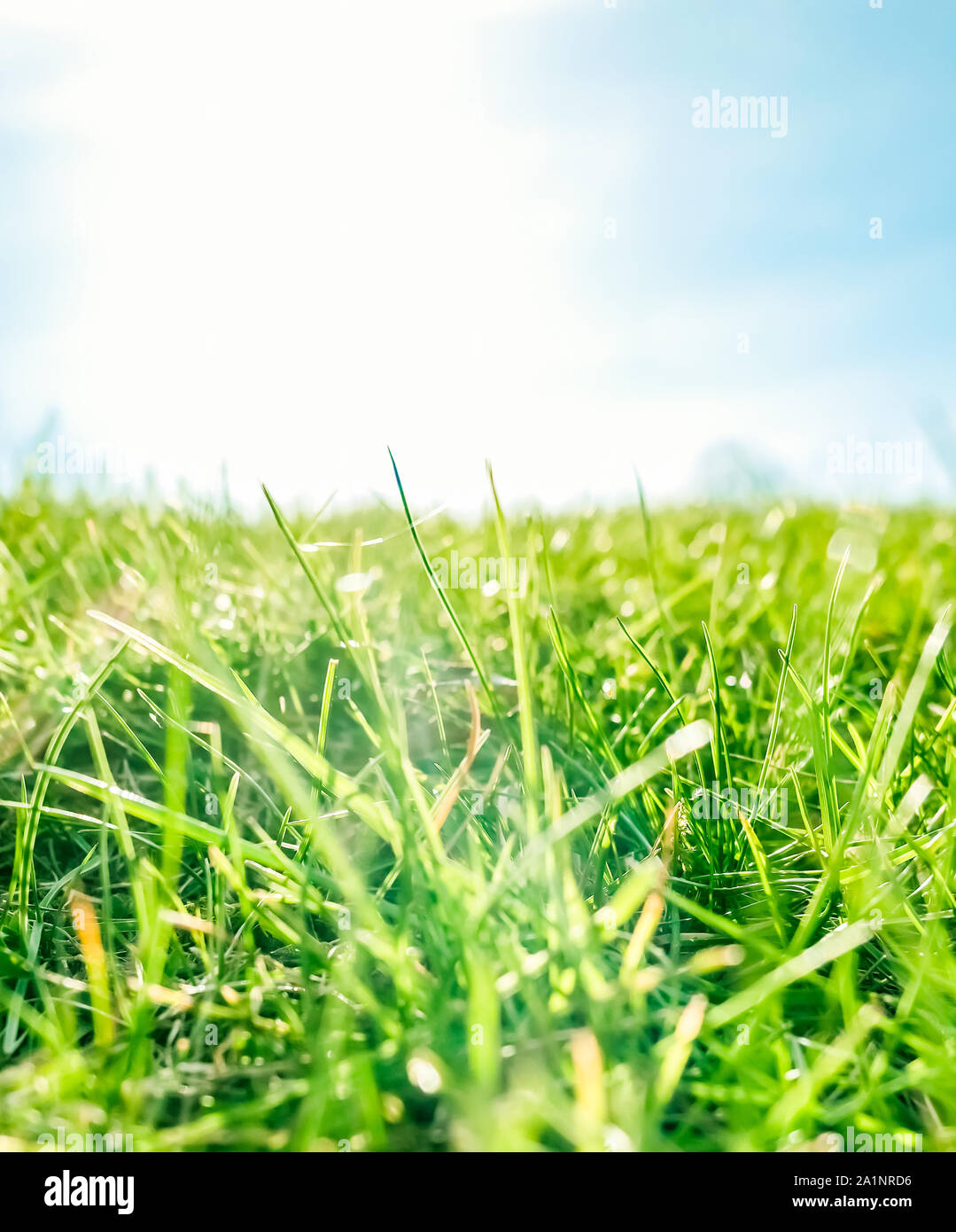 Earth landscape, growth and natural environment concept - Fresh grass ...